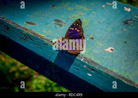 Pavon emperor butterfly (Doxocopa pavon pavon: Nymphalidae) in ...