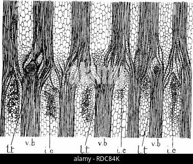Calamites Ts Of Stem Diagram