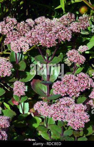 Pink Stonecrop Sedum 'Matrona' grown at RHS Garden Harlow Carr ...