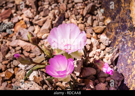 Bitterroot (Lewisia rediviva), the state flower of Montana; blooming in ...