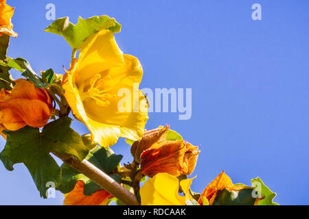 California Flannelbush (Fremontodendron californicum) flowering in ...