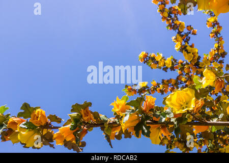 California flannelbush, California Flannel Bush, California Fremontia ...