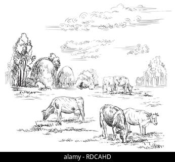 Vector hand drawing Illustration cows on pasture standing in profile ...