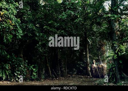 VANUATU, AMBRYM ISLAND, DANCE MASK Stock Photo - Alamy