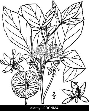 wafer ash, hop tree, stinking ash (Ptelea trifoliata), young fruits ...