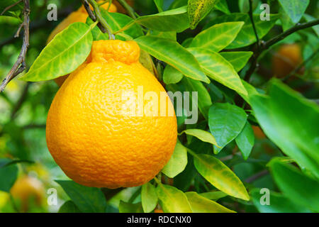 Dekopon (Citrus Fruit Stock Photo - Alamy