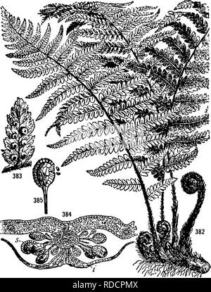 fern frond with sporangia in cross section, Germany Stock Photo - Alamy