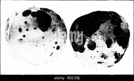Apple affected by brown rot disease Stock Photo - Alamy