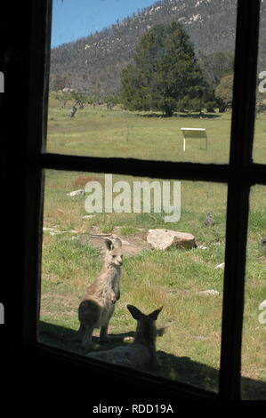 Historic Orroral Homestead, Orroral Valley, Namadgi National Park, ACT ...