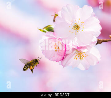Bee full of pollen flying to pink cherry blossoms Stock Photo - Alamy