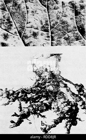 . Fig. 55. Diseases of the Okra. a. Okra field badly affected with the ...