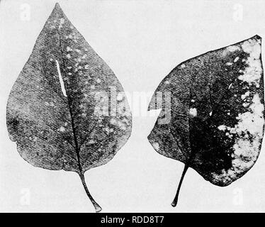 Powdery Mildew on Lilacs Stock Photo - Alamy