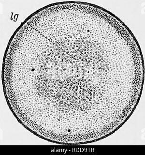 Cross section of stem of palm tree Stock Photo - Alamy