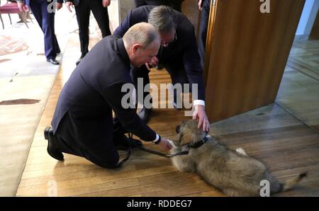 Russian President Vladimir Putin with a puppy born to his dog Labrador ...