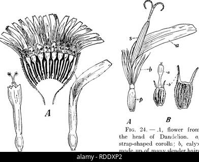 . Botany for agricultural students . Botany. 24 FLOWERS banner; the two ...
