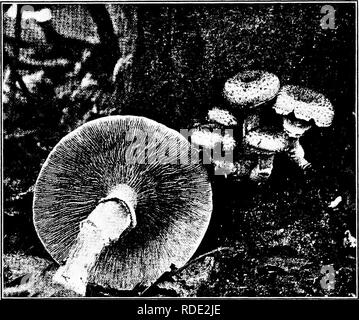 . Diseases of economic plants. Plant diseases. 184 Diseases of Economic ...