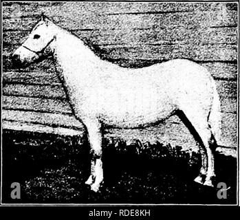 Welsh Ponies, Stallions, Welsh Pony in Cob Type, Section C, Welsh Cob ...