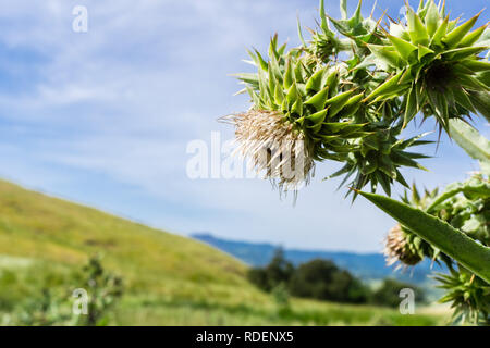 Mt Hamilton thistle (Cirsium fontinale) on a blue sky background, south ...