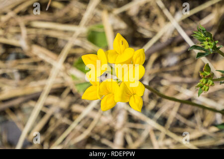 Strigose lotus (Acmispon strigosus) wildflowers, San Francisco bay area ...
