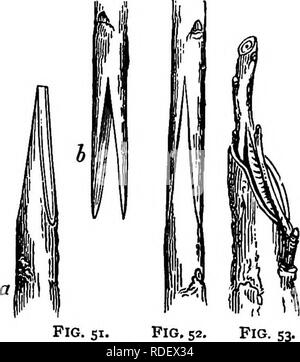 . The American fruit culturist. Fig. 47. Fig. 50.Cleft-grafting.. Fig ...