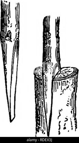 . The American fruit culturist. Fig. 47. Fig. 50.Cleft-grafting.. Fig ...