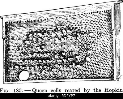 Four honey bee queen cells on a frame of brood Stock Photo - Alamy