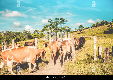 gathering the cattle on small farm Stock Photo - Alamy