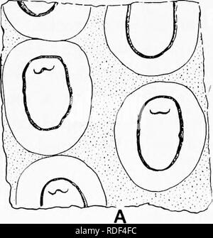 Psaronius, tree fern Stock Photo - Alamy