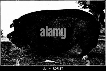 Large back pig on a farm Stock Photo - Alamy