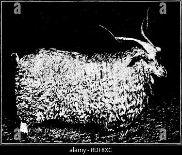 Head and horns of an angora buck goat Stock Photo - Alamy