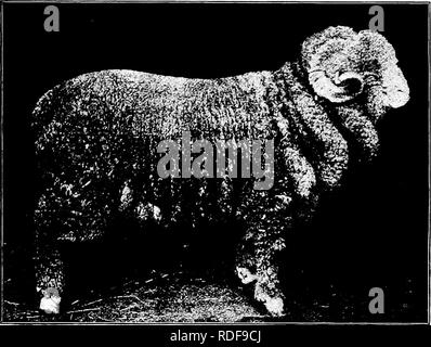 sheep carcass classification Stock Photo - Alamy