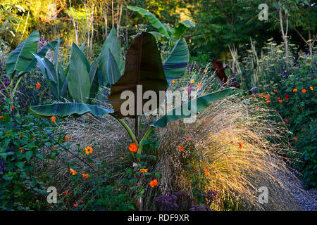 Musa sikkimensis Bengal Tiger,Bengal Tiger Sikkim Banana,tropical ...