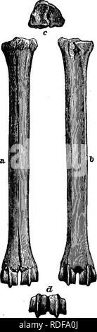procamelus occidentalis