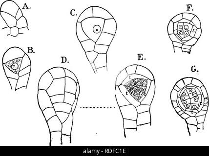 Basal plant cell with outer wall, nucleus, chloroplasts, central ...
