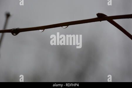 Three Raindrops on a Branch. Fresh rain drops on the branches Stock ...