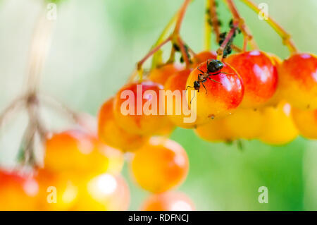 Ants sitting and guarding their egg laying on Viburnum Opulus yellow ...