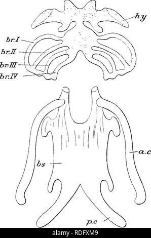 . Comparative anatomy of vertebrates. Anatomy, Comparative; Vertebrates ...