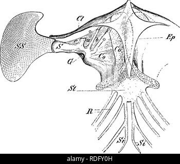 . Elements of the comparative anatomy of vertebrates. Anatomy ...