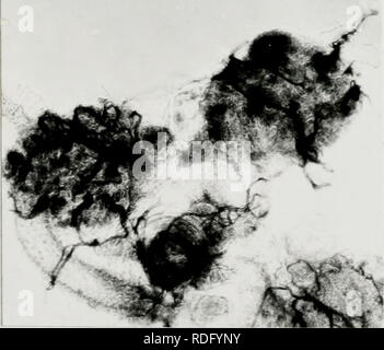 "Effect of cobalt 60 gamma rays on the biology of the eye gnat ...