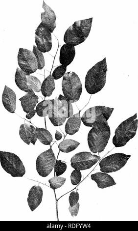 The June-berry, Amelanchier canadensis, is a native tree in North ...