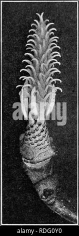 . Heredity and evolution in plants. Heredity; Plants. 2l8 HEREDITY AND ...