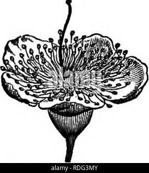 . The natural history of plants. Botany. MYRTACE^. 315 Their receptacle ...
