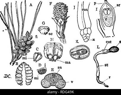 Longitudinal section of male pine (Pinus sylvestris) cone, showing ...