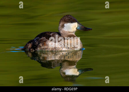 Ruddy Duck male eclipse Oxyura jamaicensis blue bill beak Stock Photo ...