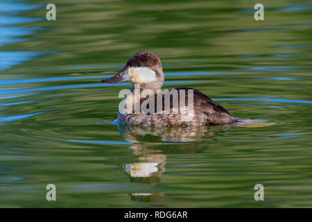 Ruddy Duck male eclipse Oxyura jamaicensis blue bill beak Stock Photo ...
