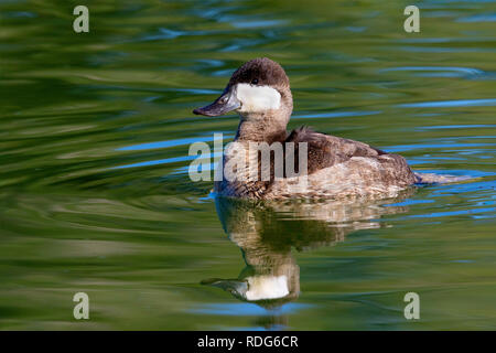 Ruddy Duck male eclipse Oxyura jamaicensis blue bill beak Stock Photo ...