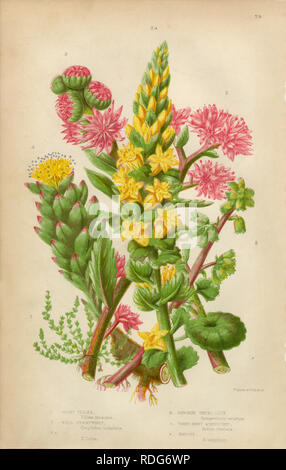 Antique Hand-Colored English Victorian Botanical Illustration, Circa ...