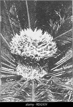 Cycas revoluta, a cycad from Japan. Cycads are very primitive plants ...