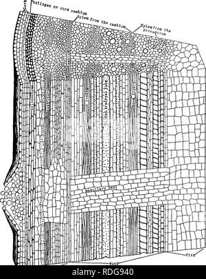 . Pharmaceutical botany. Botany; Botany, Medical. HISTOLOGY OF ANNUAL ...
