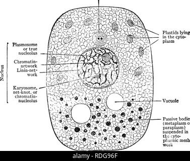 . Pharmaceutical botany. Botany; Botany, Medical. PROTOPLASMIC CELL ...